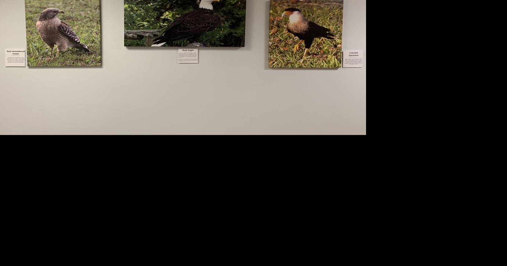 Local photographer displays bird photos at Sebring Public Library ...