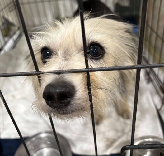 Humane Society full to overflowing | News | midfloridanewspapers.com