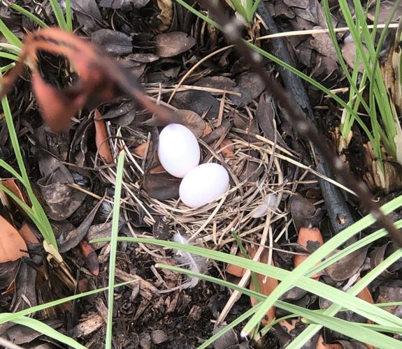 Common Ground Doves - bonding via a burp | Highlands Homes ...