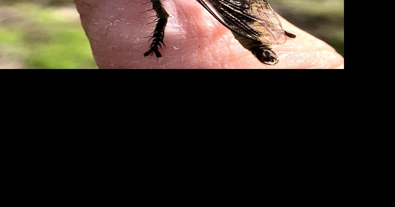 A robber fly will catch your eye | Around Town | midfloridanewspapers.com