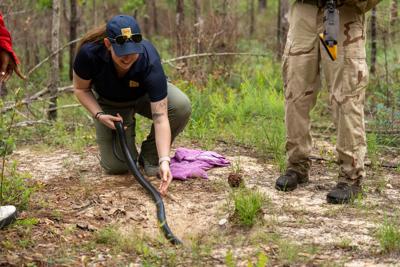 Freedom for 17 eastern indigo snakes | Triangle News Leader ...