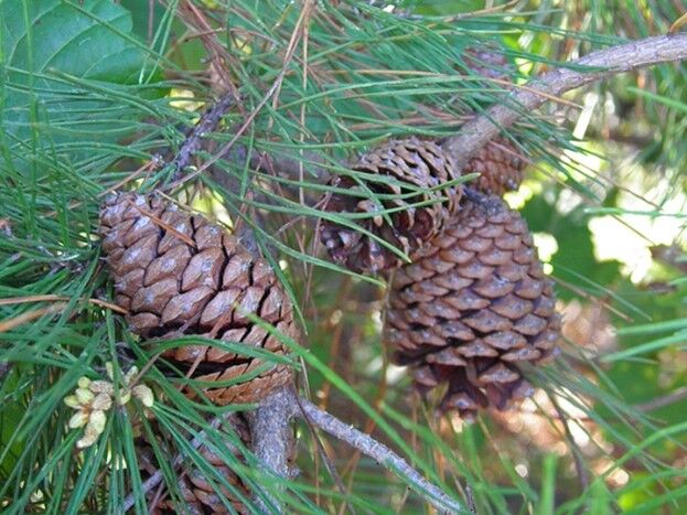 Florida’s Christmas tree – The sand pine | News | midfloridanewspapers.com