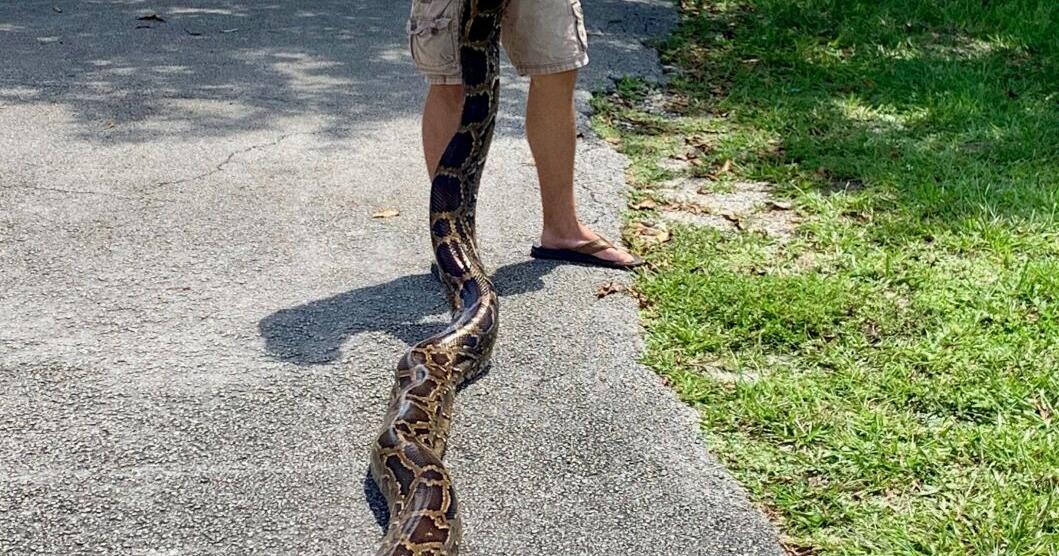 Python hunt registration opens | News | midfloridanewspapers.com