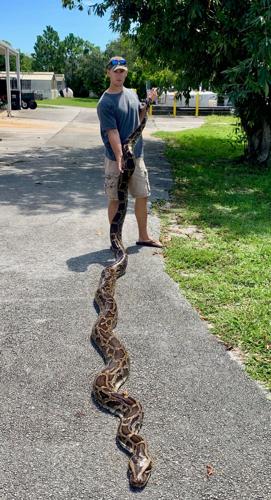 Python hunt registration opens | News | midfloridanewspapers.com