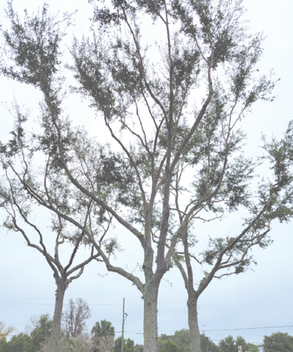 How to prepare trees for storms | Triangle News Leader ...