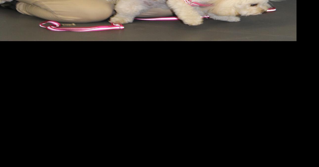 Heartland Dog Club digs its paws into new home | Highlands Sun ...