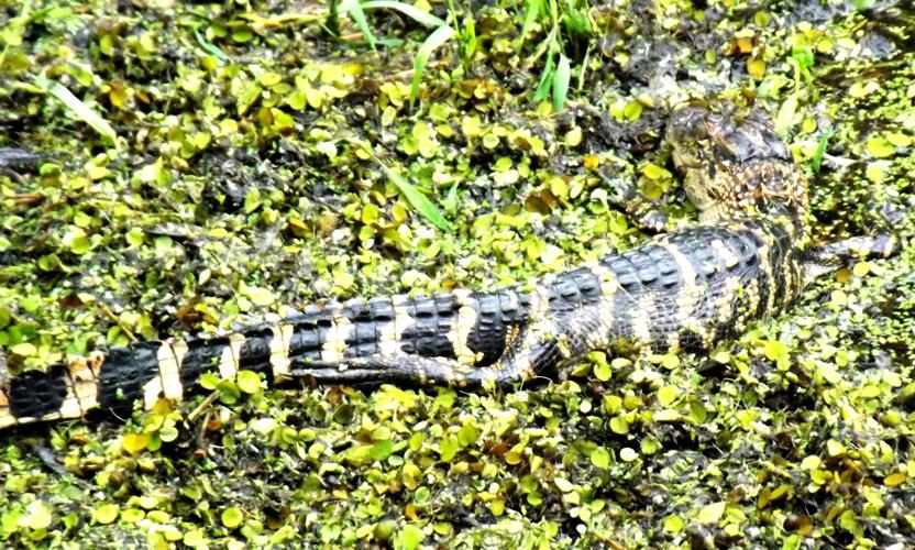 Nesting season is heating up for American alligators | Highlands Homes ...