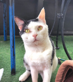 Humane Society of Lake County | Triangle News Leader ...