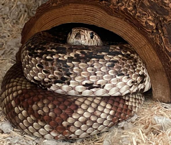 There’s a snake at the nursing home: Archbold embraces inclusivity and ...