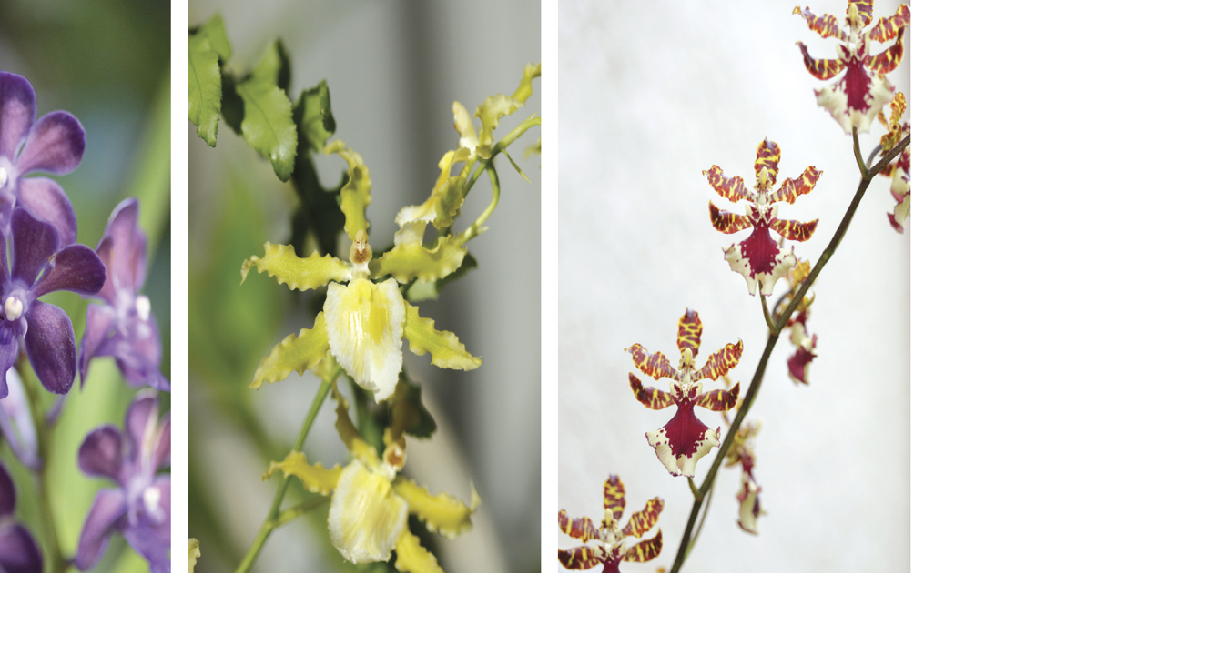 Orchids everywhere | Clermont News Leader | midfloridanewspapers.com