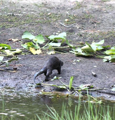 You otter take that second look! | Highlands Homes ...