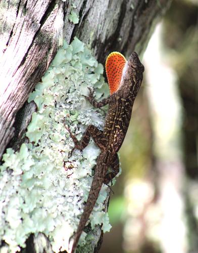 Cuban brown anoles are abundant and active | Highlands News-Sun ...