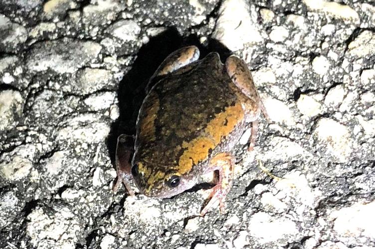 Helpful hoppers - the "good" toads and frogs out there | Highlands ...
