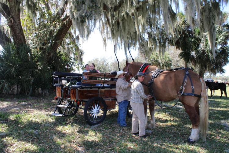 Cowhunters hunker down at Fort Basinger | News | midfloridanewspapers.com