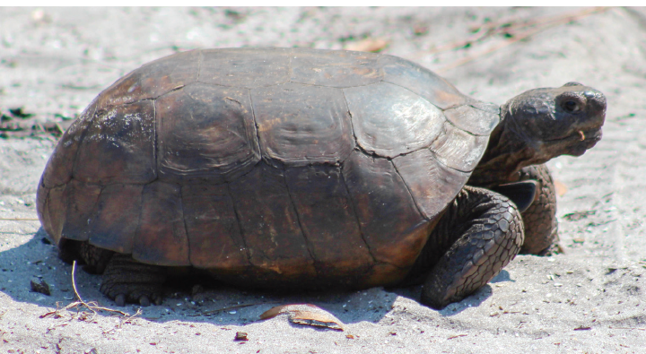 Learn about our neighbors, the gopher tortoises | Clermont News Leader ...