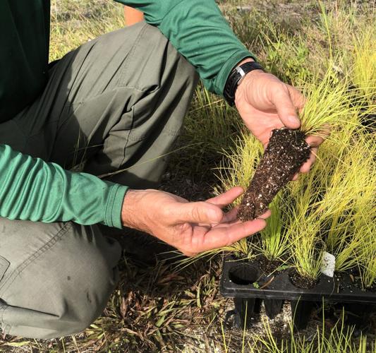 Audubon Society citizen volunteers plant pines at Platt Branch Wildlife ...