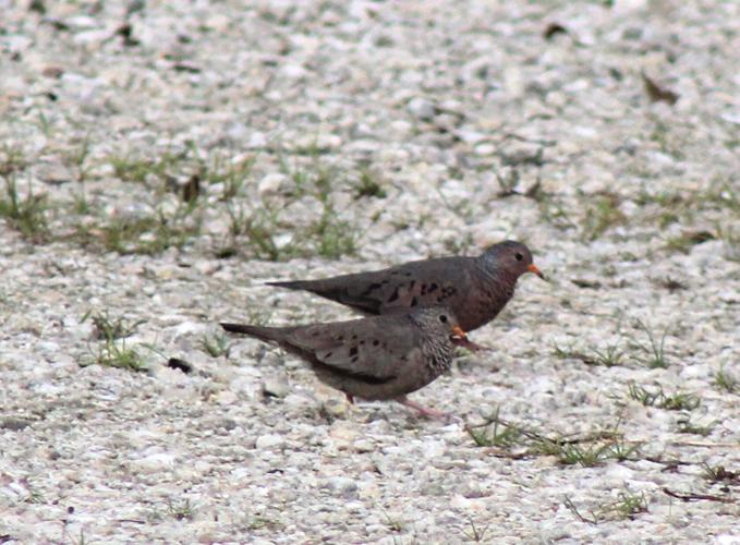 Common Ground Doves - bonding via a burp | Highlands Homes ...