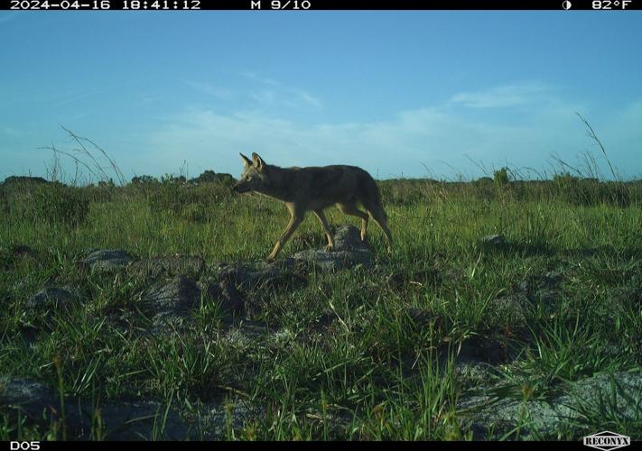 Coyotes - the predator under watch by UF cameras, scientists | News ...