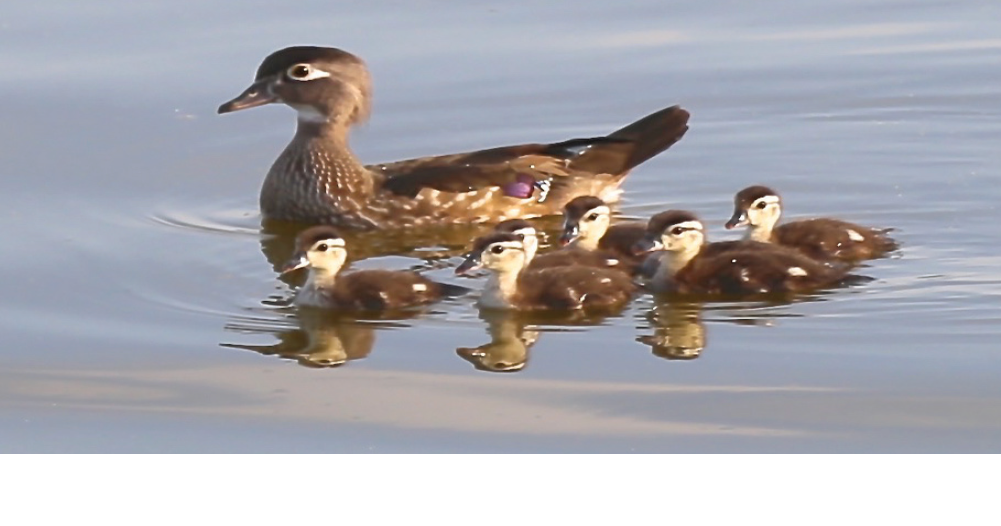 Photo of the Week: Ducks not quite in a row | Community ...