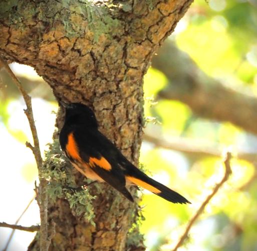 Here now but gone in a flash, the American Redstart | Highlands Homes ...