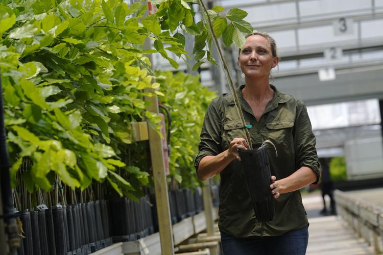 Pongamia trees grow where citrus once flourished, offering renewable ...