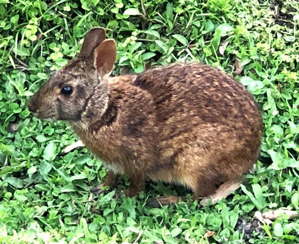 Marsh rabbits - a lakefront resident | Highlands News-Sun ...