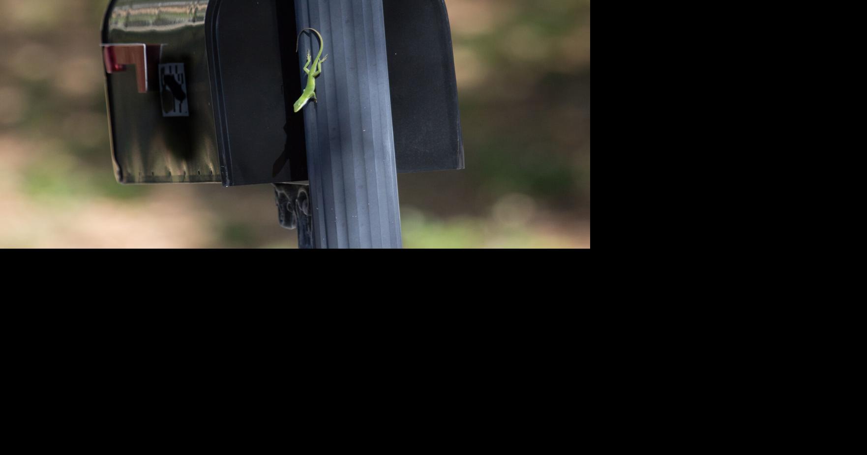 Look after your mailbox | Community | midfloridanewspapers.com