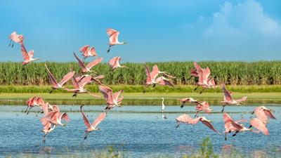 Sugarcane farmers continue clean water trend | News ...