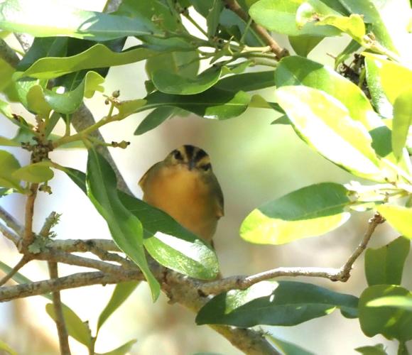 Wriggling with joy over the worm-eating warbler | Highlands Homes ...