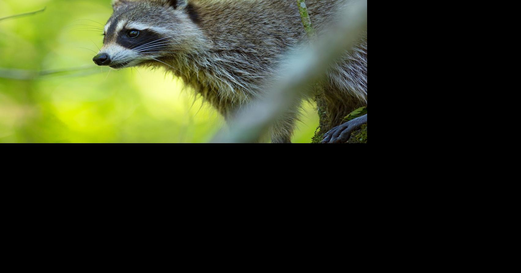 Health officials issue rabies alert in Polk County | Local ...