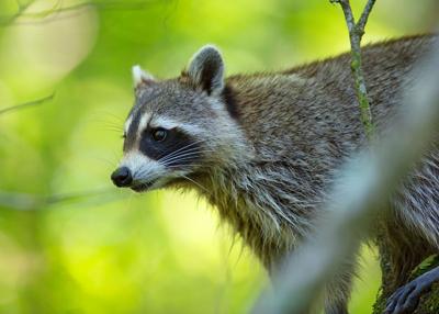 Health officials issue rabies alert in Polk County | Local ...