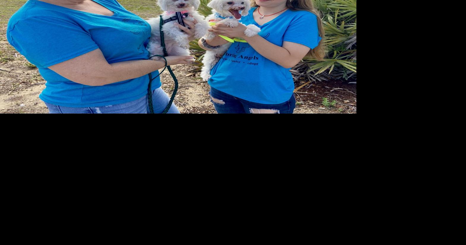 Miscue Billiards helps Sebring Angels find furever homes for dogs ...