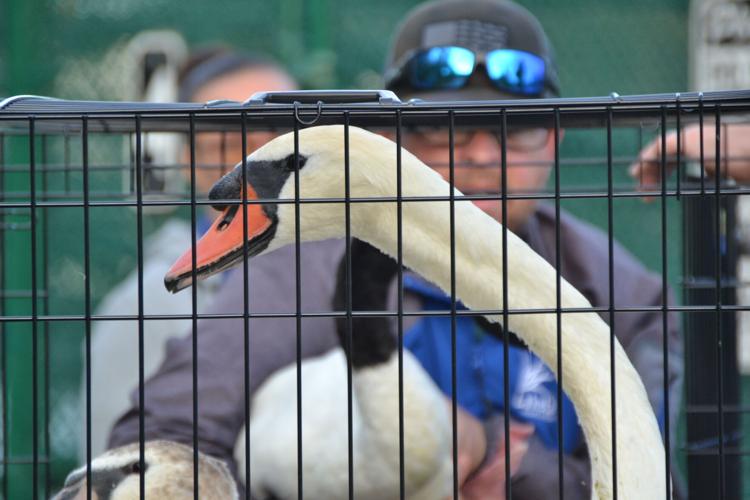 Wings in a flurry at Swan Round-Up | Photo Gallery ...