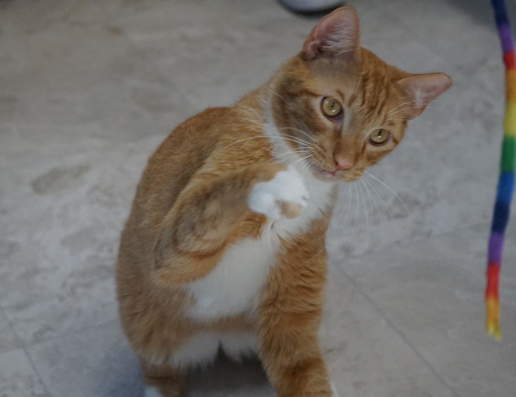 Your Humane Society SPCA | Sumter County Shopper | midfloridanewspapers.com