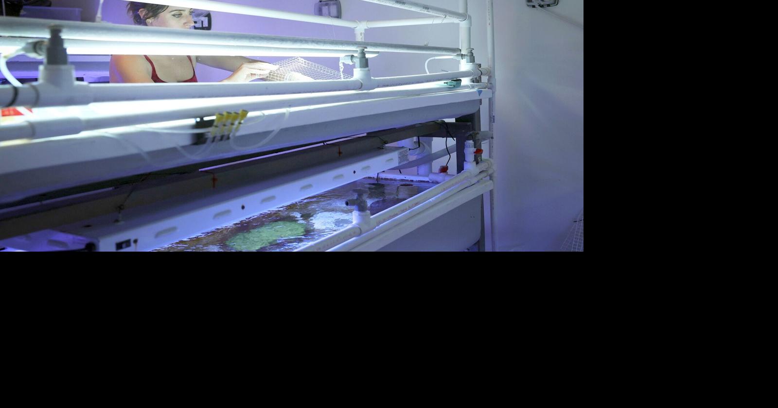 UM leads research into hybrid super reefs to defend coasts | Highlands ...