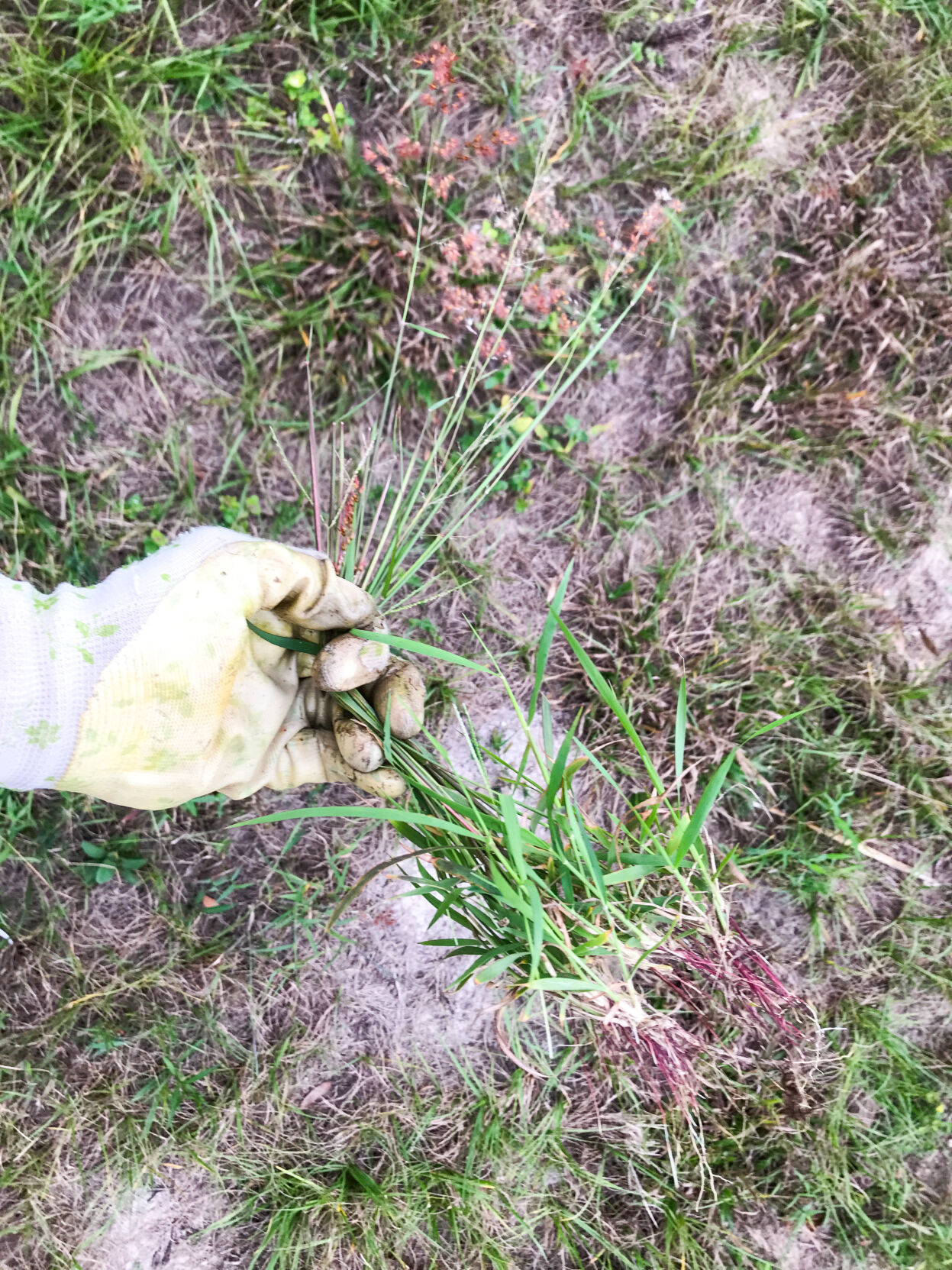 A pretty, but pushy plant | Community | midfloridanewspapers.com