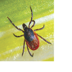 Signs and symptoms of Lyme disease | Triangle News Leader ...