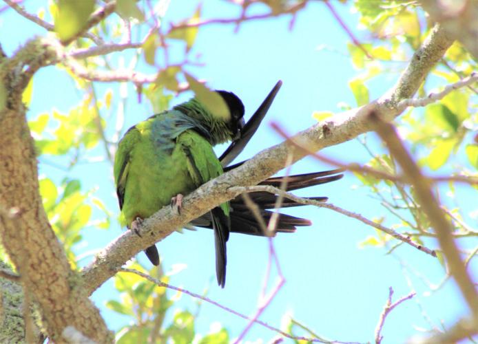 nanday conure florida