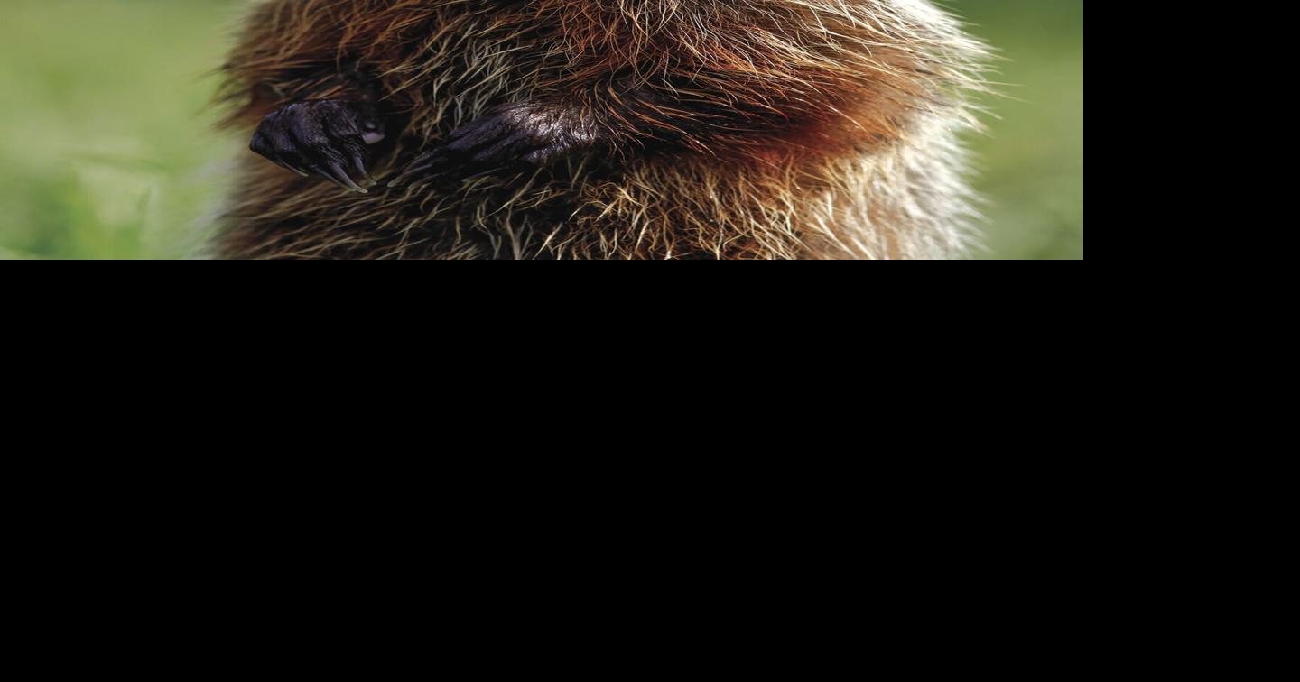 Groundhog Day fun and facts | Triangle News Leader ...