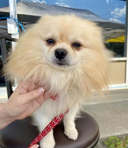 Miscue Billiards helps Sebring Angels find furever homes for dogs ...