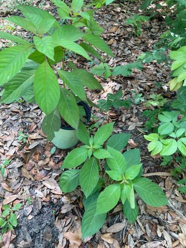 Forest guardian now on duty in suburbia | Community ...