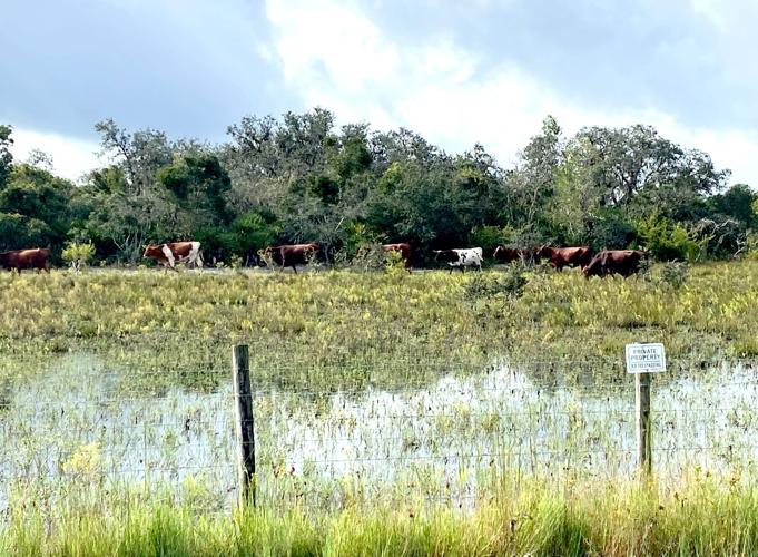 Flood waters 'drained but back up' | News | midfloridanewspapers.com