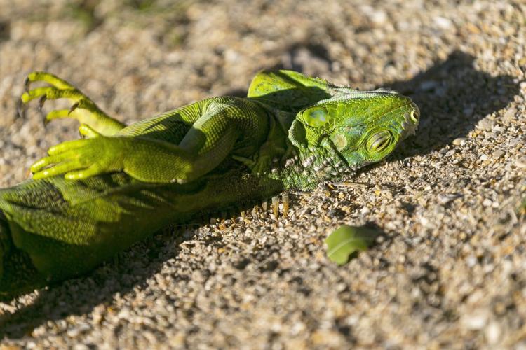 Iguana invaders may be adapting to cold in Florida | Highlands Sun | midfloridanewspapers.com