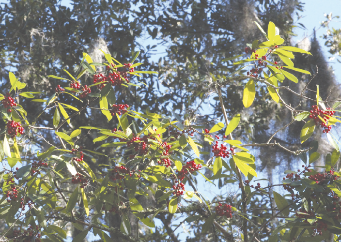 Invasion from the home landscape | Triangle News Leader ...