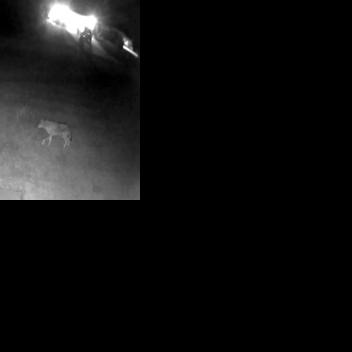 Wildlife make debut on cameras | Highlands News-Sun ...