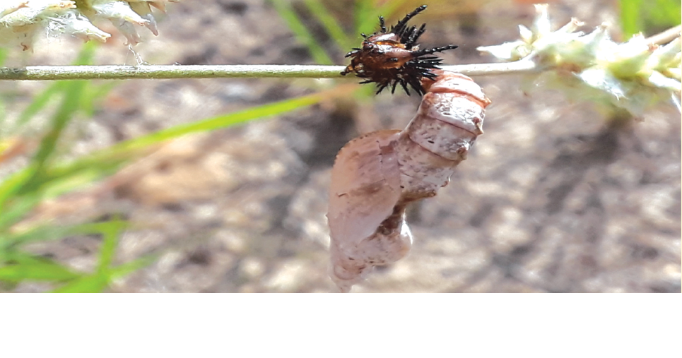 Photo of the Week: Metamorphosis | Triangle News Leader ...