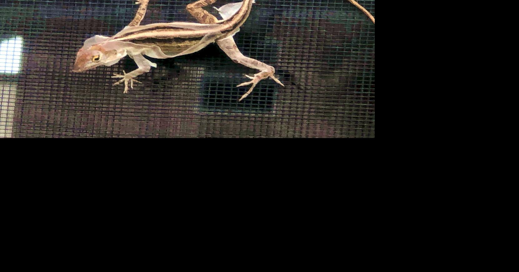 Learning to like leaping lizards | Opinions | midfloridanewspapers.com