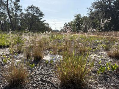 Natal Grass: One of the few invasive plants of the scrub | News ...