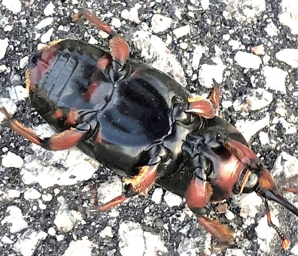 Will you look at that weevil! | Highlands News-Sun ...