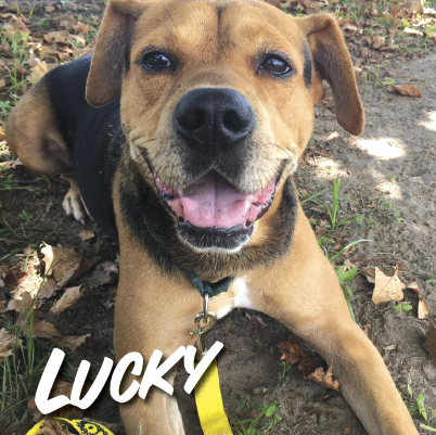 YOUR Humane Society SPCA | Sumter County Shopper | midfloridanewspapers.com